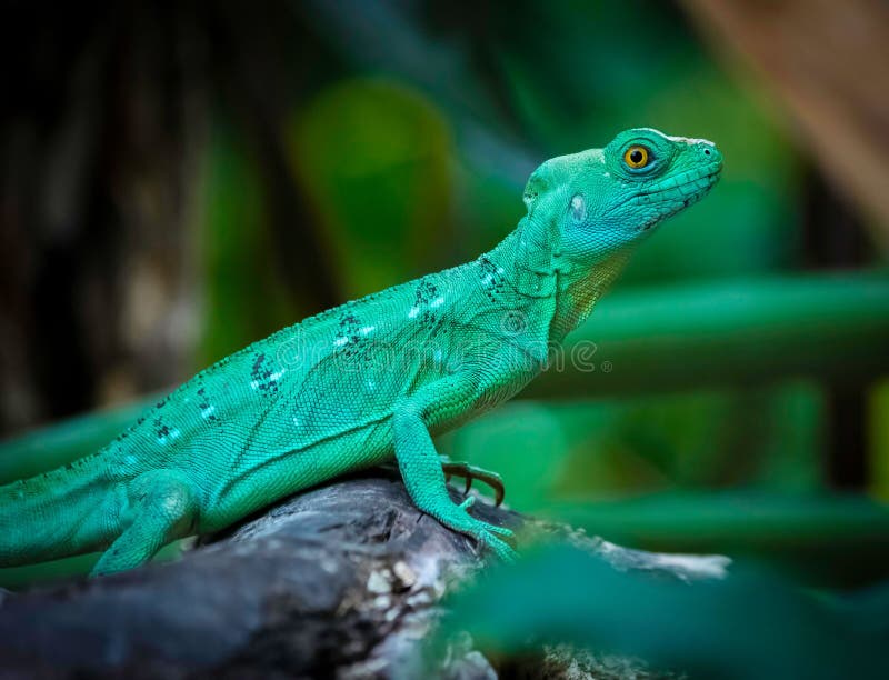 Close-up Profile View of a Plumed Basilisk on the Stone Stock Photo ...