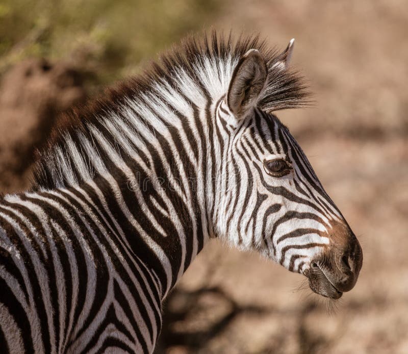Profile of Two Zebras Walking Stock Photo - Image of environment ...