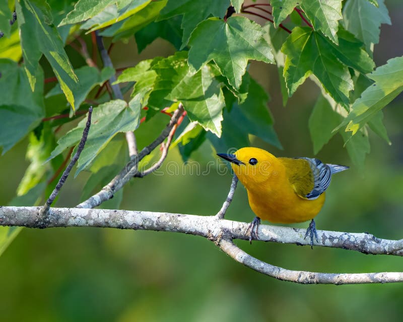 Close Up of a Prothonotary Warbler Perched on a Tree Branch Stock Image ...
