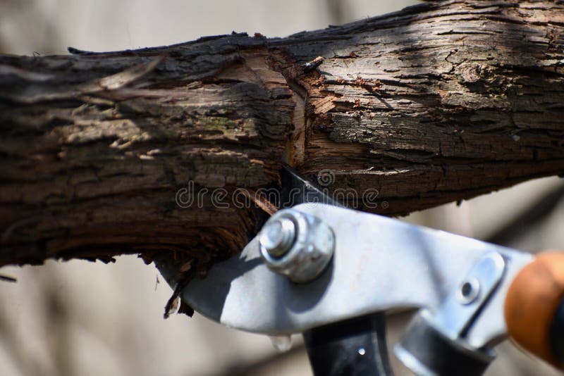 Pruning a Limb on a Grape Vine Stock Image - Image of pruners, limb ...