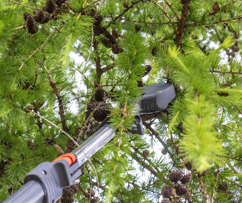 Close-up of Pruning Branches on an Old Tall European Larch Tree with ...
