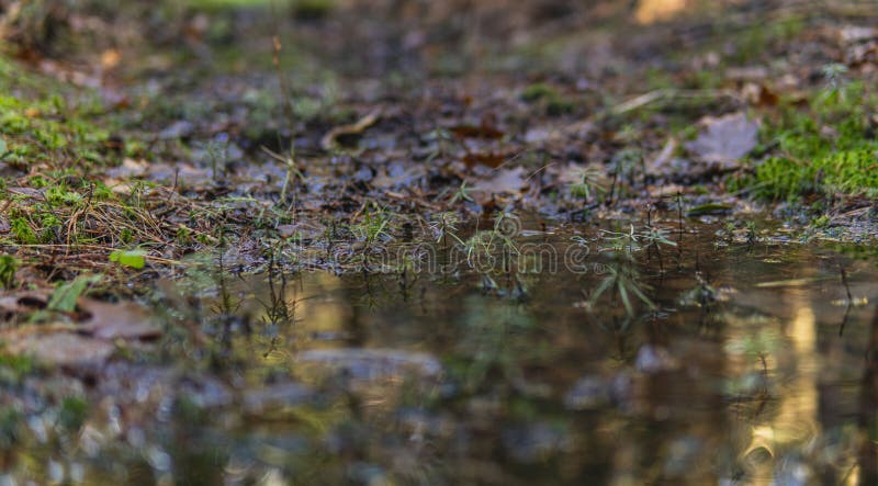 Close-up of a Puddle in the Forest with Small Plants Growing Out of it ...