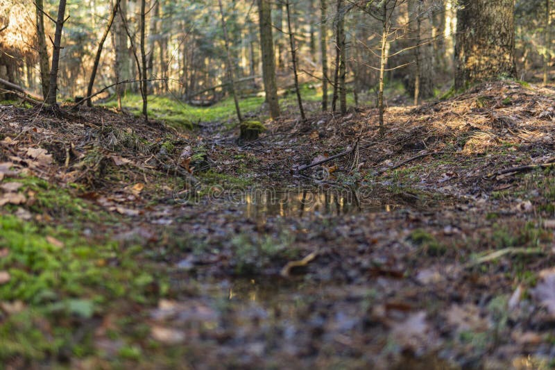 Close-up of a Puddle in the Forest with Small Plants Growing Out of it ...