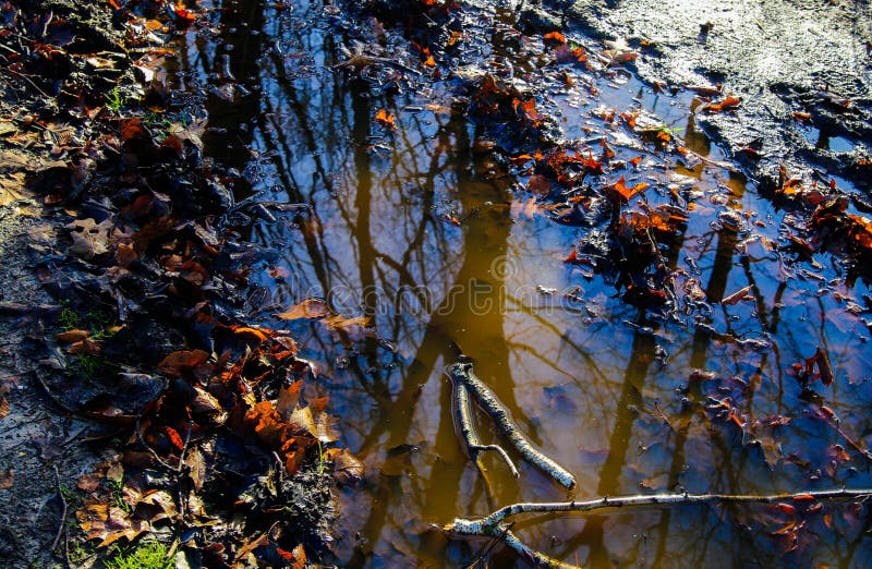 Close Up of Puddle on Muddy Ground of German Forest with Reflection of ...
