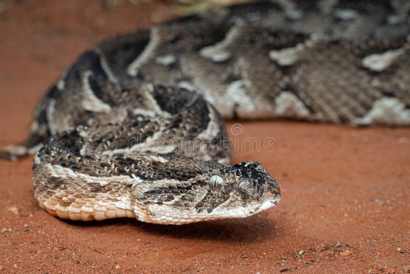 Puff Adder Close-Up on Red Soil Stock Illustration - Illustration of ...