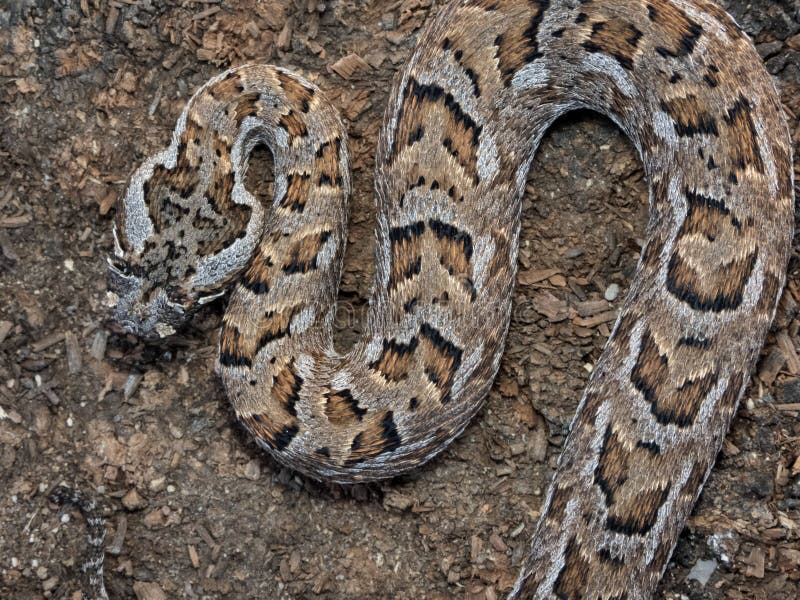 Puff Adder Snake Camouflaged on Rocky Terrain Stock Image - Image of ...