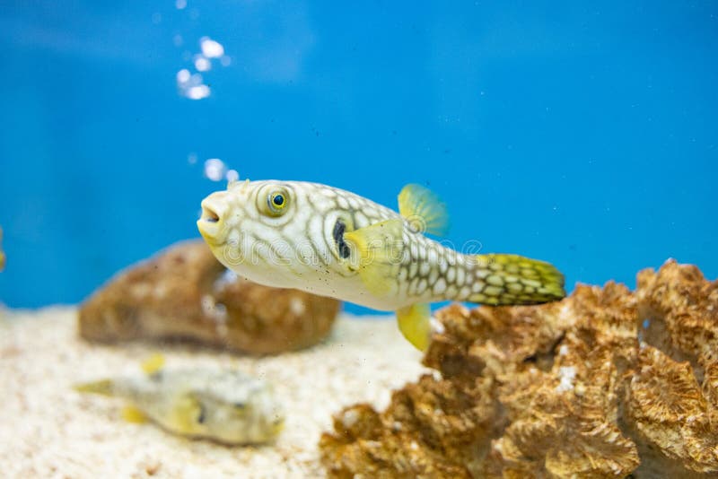 Puffer in tank stock image. Image of creature, environment - 95154087