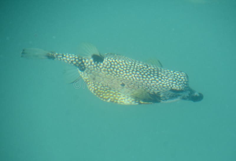 Close Up of a Puffer Fish Swimming Underwater Stock Image - Image of ...