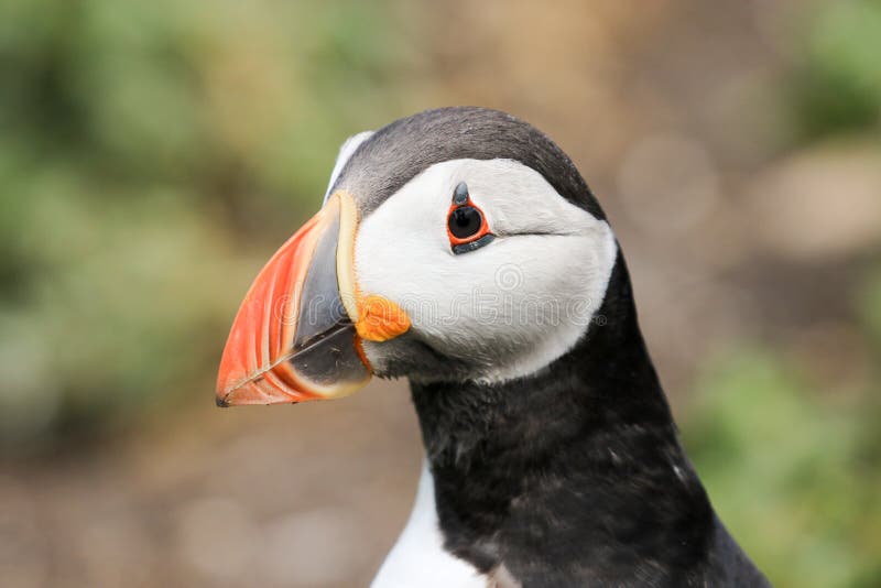 Close up of puffin stock photo. Image of bird, cute, colour - 52333338