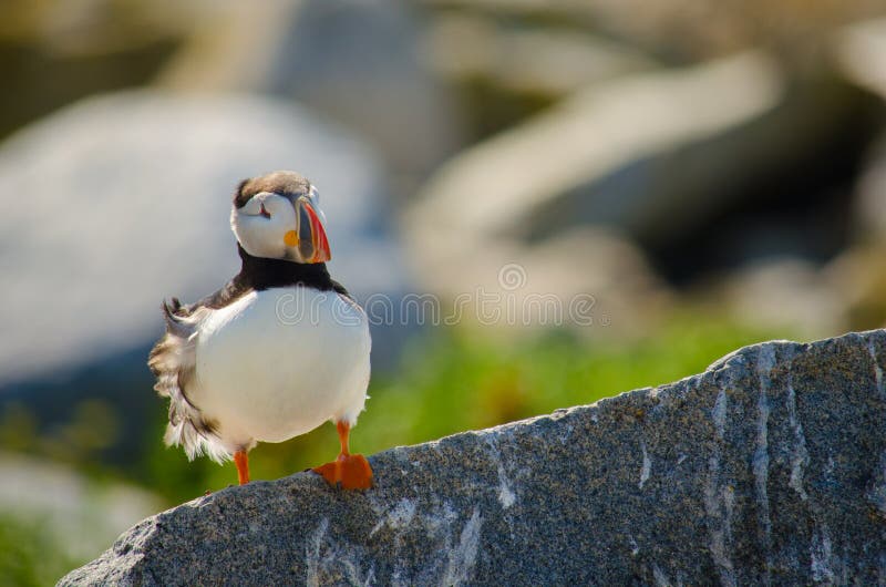 A Close Up Of A Puffin Sitting On A Rock Stock Image - Image of nature ...