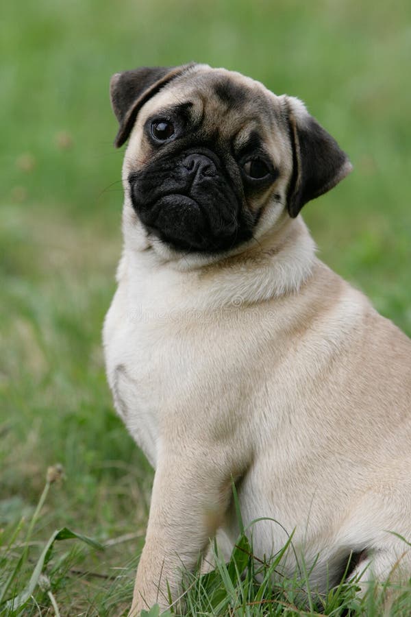 2,050 Cute Male Pug Stock Photos - Free & Royalty-Free Stock Photos ...