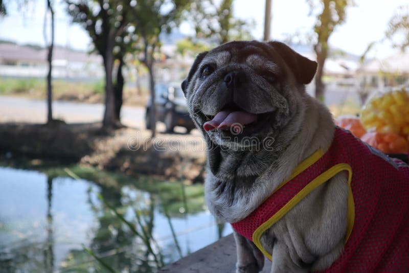 Close-up of the Pug Fat Dog Smiling Happy. Stock Photo - Image of happy ...