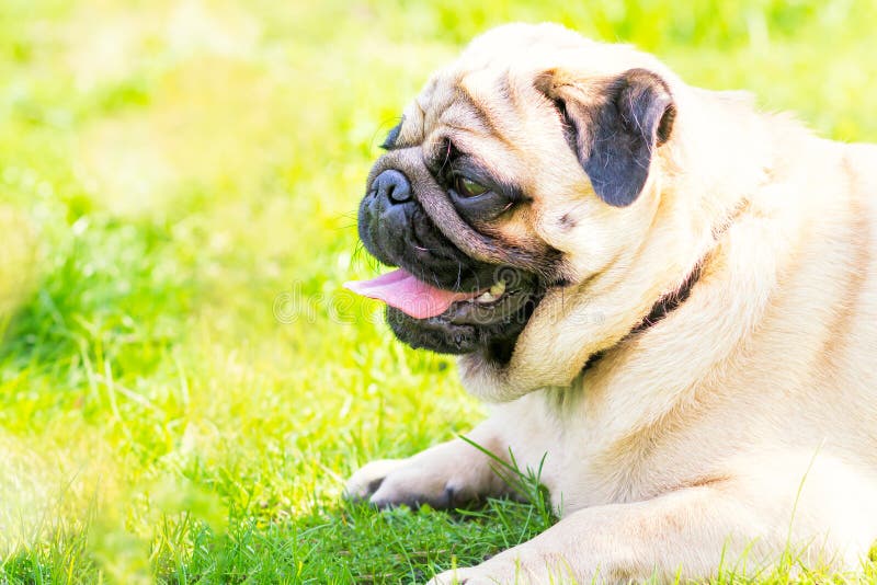 Close-up of Pug on the Green Grass in the Garden Stock Photo - Image of ...