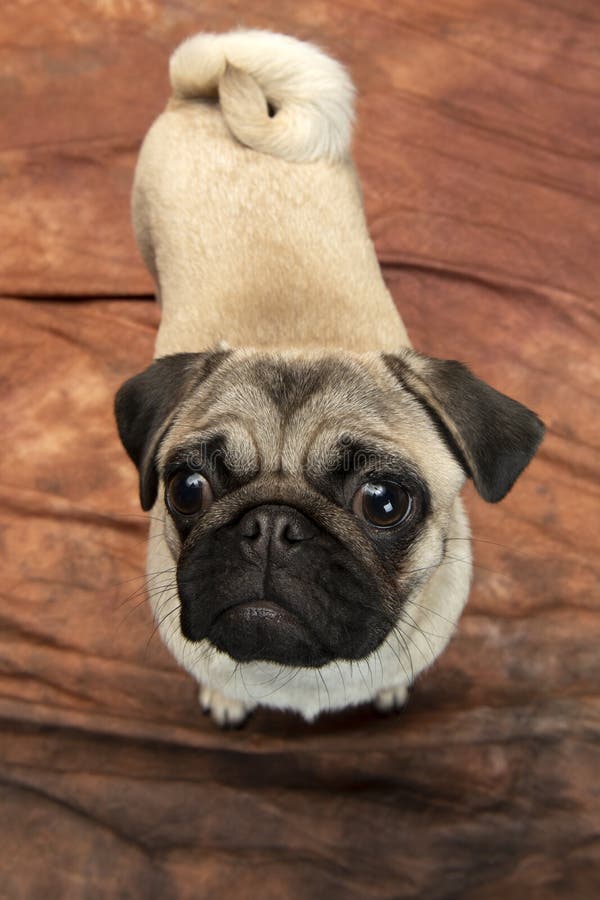 Close-up of Pug stock photo. Image of front, cute, cutout - 184914518
