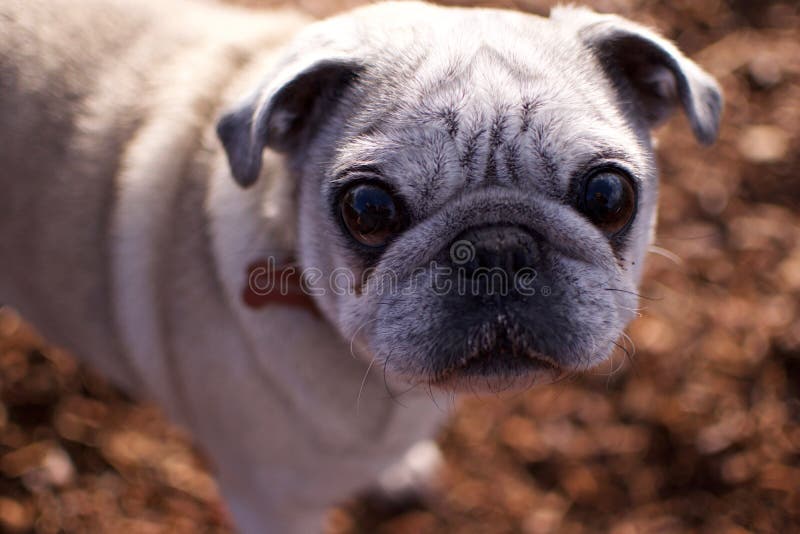 Close up of pug stock photo. Image of face, wrinkles - 98263778