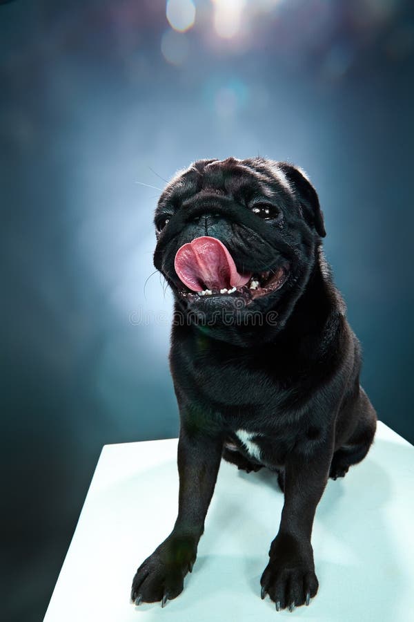 Close-up a Pug Puppy in Front of Blue Background Stock Photo - Image of ...