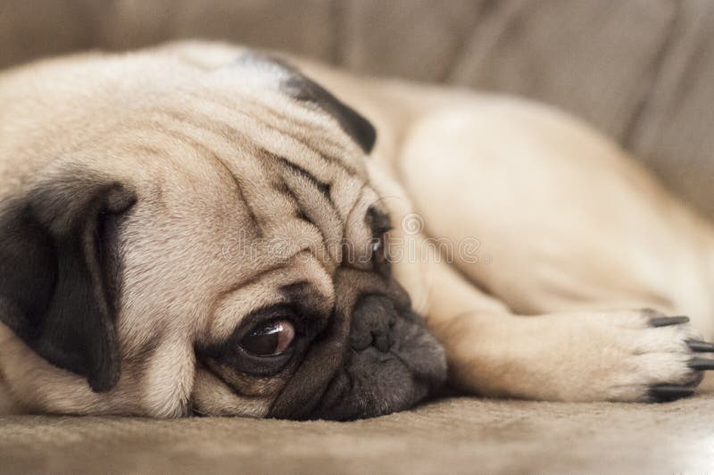 Close-up of Pug Puppy Relaxing on Sofa Stock Image - Image of cute ...