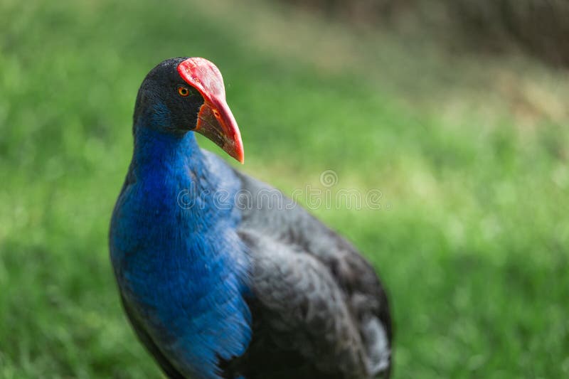 Close Up of a Pukeko in the Park Stock Photo - Image of vacation ...