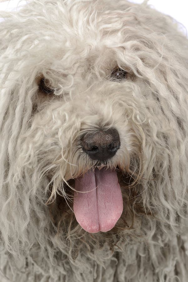 Close-up Puli Portrait in a White Studio Stock Photo - Image of ...