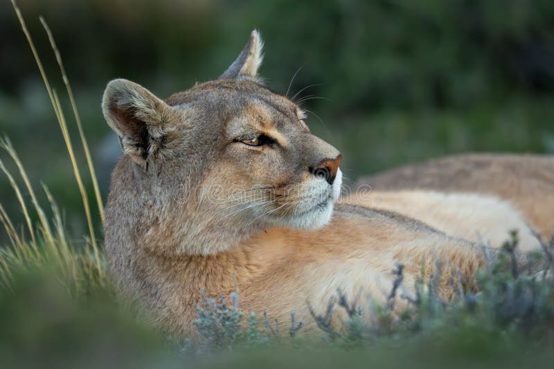 Close-up of Puma with Catchlight Lying Staring Stock Photo - Image of ...