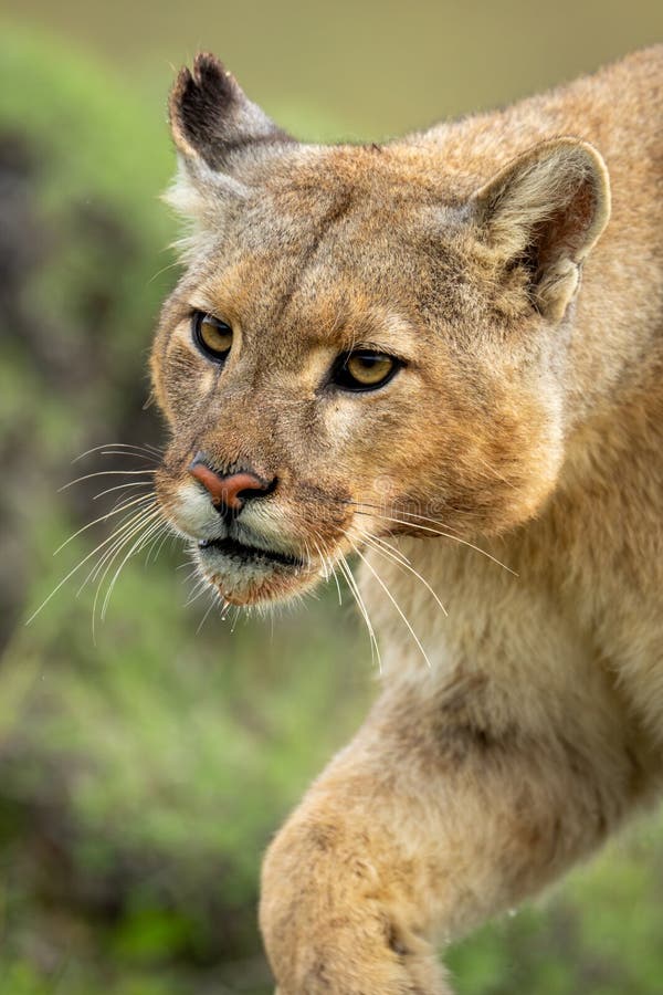 Close-up of Puma Walking with Leg Extended Stock Image - Image of hour ...