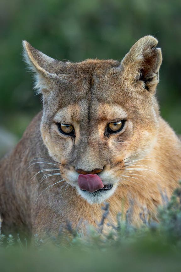 Close-up of Puma Lying Down Licking Lips Stock Photo - Image of ...