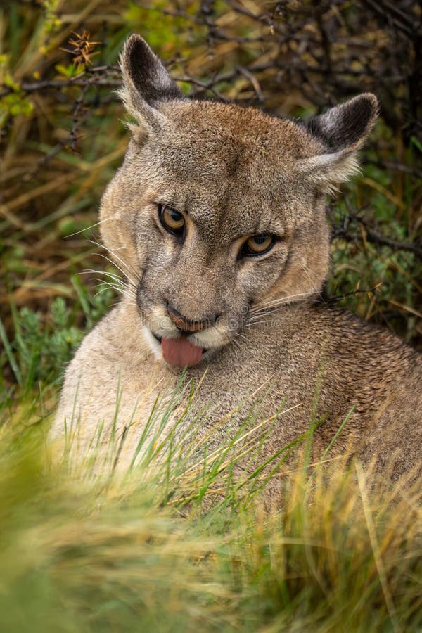 Close-up of Puma with Catchlights Crossing Scrubland Stock Photo ...