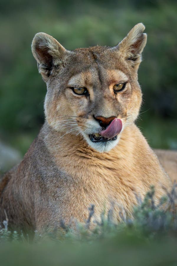 Close-up of Puma Lying Licking Its Lips Stock Photo - Image of lying ...