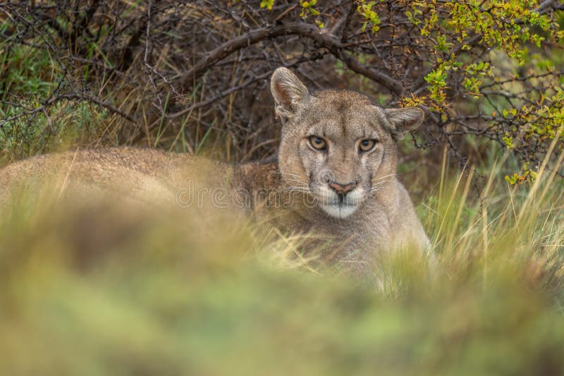 Close-up of Puma with Catchlights Crossing Scrubland Stock Photo ...