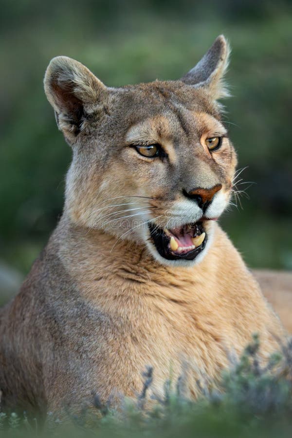 Close-up of Puma Lying Opening Its Mouth Stock Image - Image of panther ...