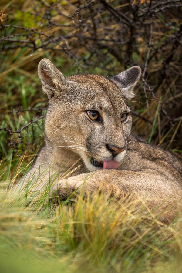 Close-up of Puma with Catchlights Crossing Scrubland Stock Photo ...