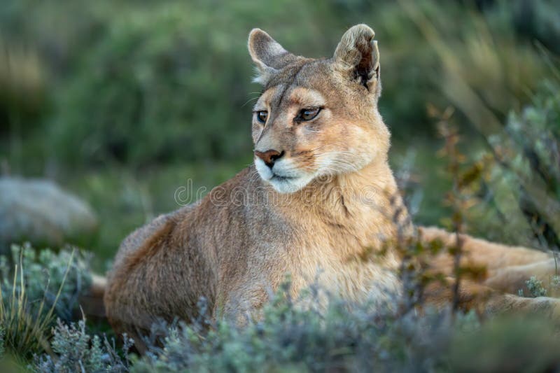 Close-up of Puma Lying Staring among Bushes Stock Image - Image of ...