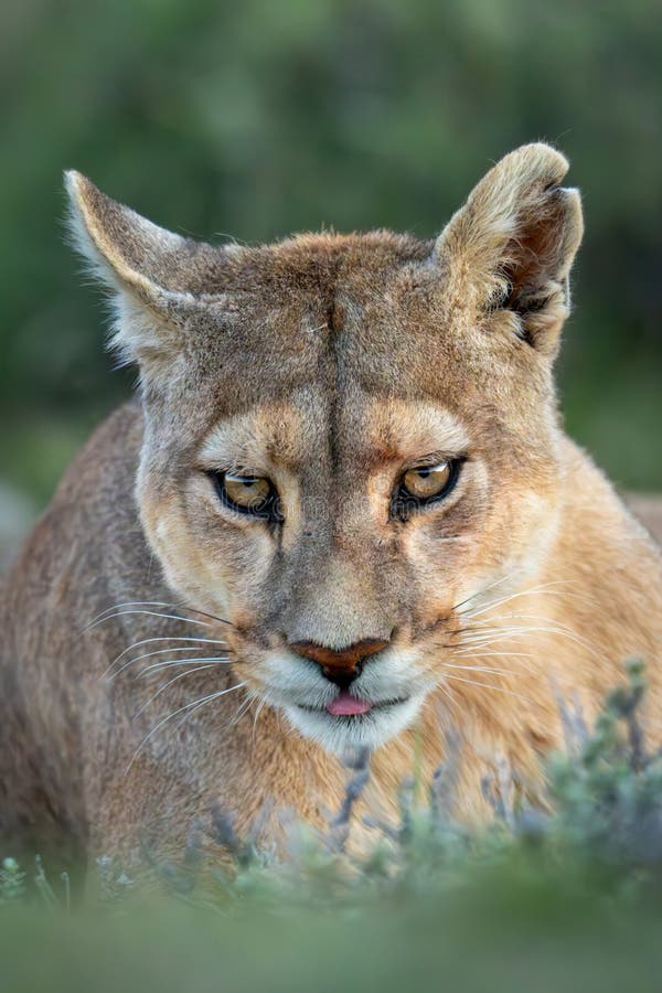 Close-up of Puma Lying Staring Towards Camera Stock Image - Image of ...