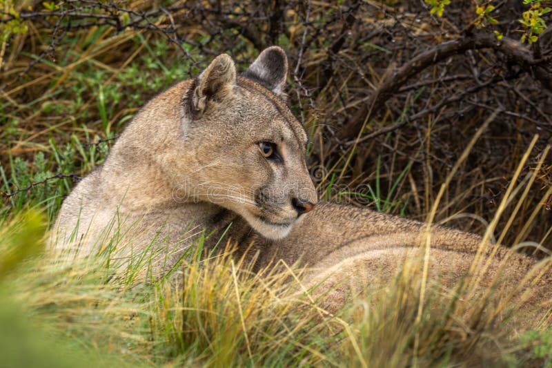 Close-up of Puma Lying by Thick Bush Stock Photo - Image of estancia ...