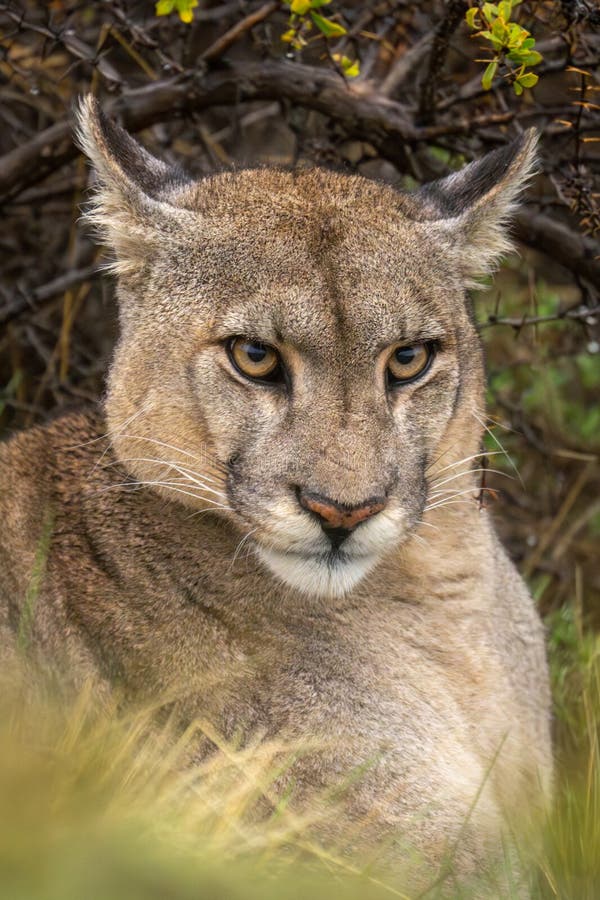 Close-up of Puma Lying by Thick Bushes Stock Photo - Image of laguna ...