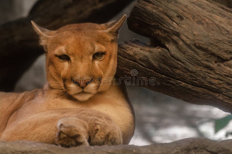 Close Up of a Puma, Mountain Lion Stock Image - Image of orange, feline ...