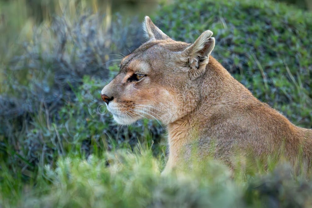 Close-up of Puma Sitting among Thick Bushes Stock Image - Image of ...