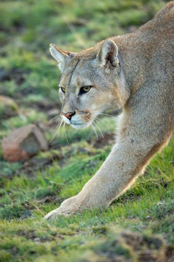 Close-up of Puma Walking with Leg Extended Stock Image - Image of hour ...