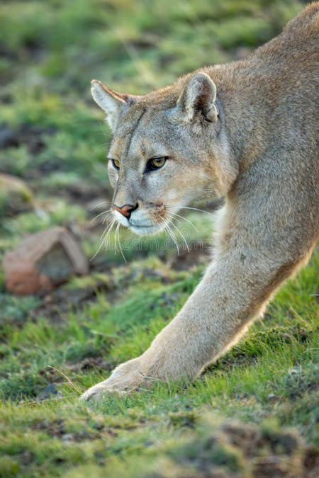 Close-up of Puma Walking with Leg Extended Stock Image - Image of hour ...
