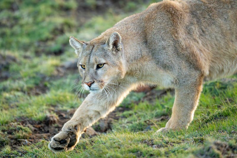 Close-up of Puma Walking with Lifted Foot Stock Image - Image of hour ...