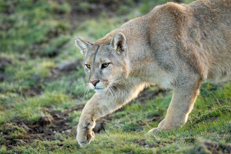 Close-up of Puma Walking with Lifted Paw Stock Image - Image of action ...