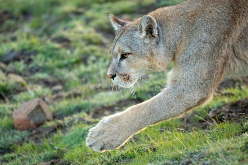 Close-up of Puma Walking with Paw Extended Stock Photo - Image of dusk ...