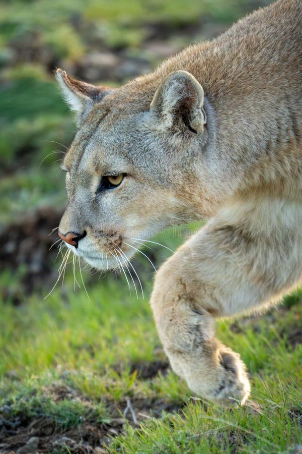 Close-up of Puma Walking with Paw Raised Stock Photo - Image of ...
