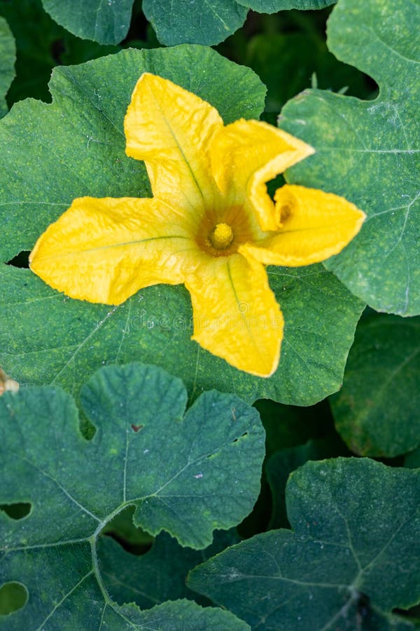 Close Up of Pumpkin Flower during Daylight (Species Cucurbita Maxima ...
