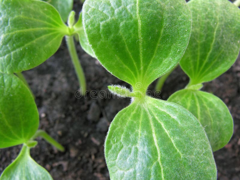 Close-up of Pumpkin Sprouts Stock Image - Image of seedling, grow: 38010055