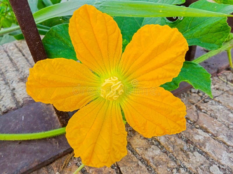 Close-up of a Pumpkin Yellow Flower Stock Image - Image of arable ...