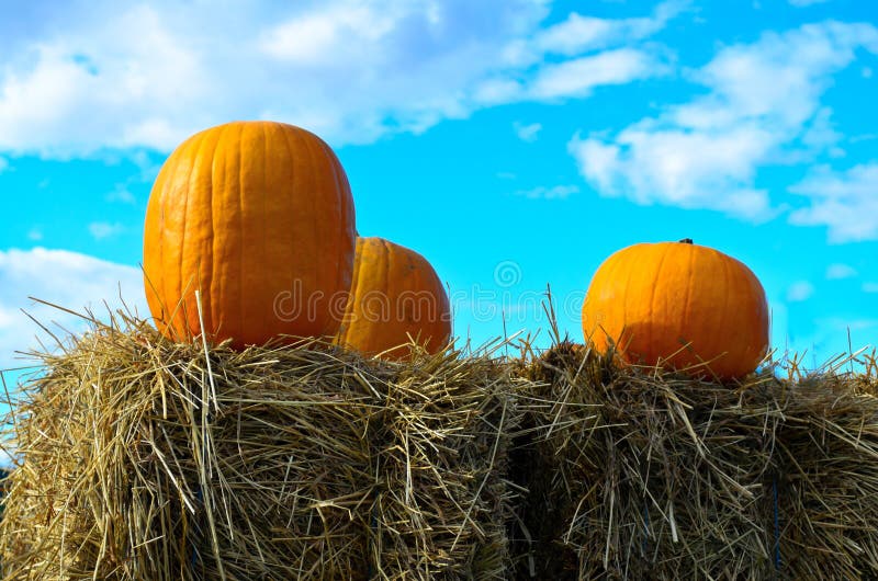 Close up Pumpkins stock photo. Image of countryside, october - 26642402