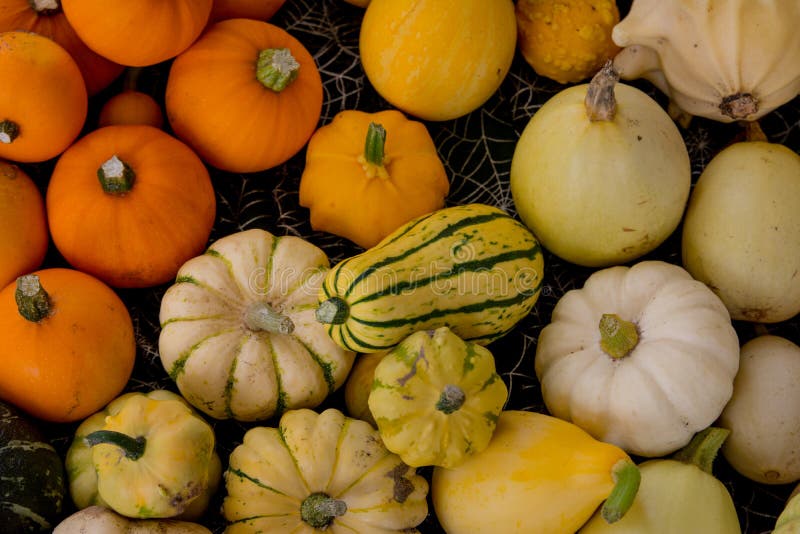 Close Up of Pumpkins Vegetables Stock Photo - Image of farm, acorn ...