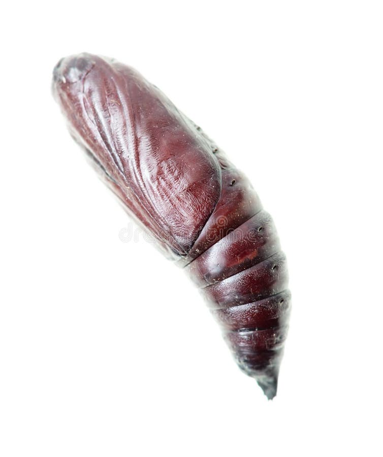 The Pupa Of An Insect Inside The Tomato Stock Photo - Image of seedling ...