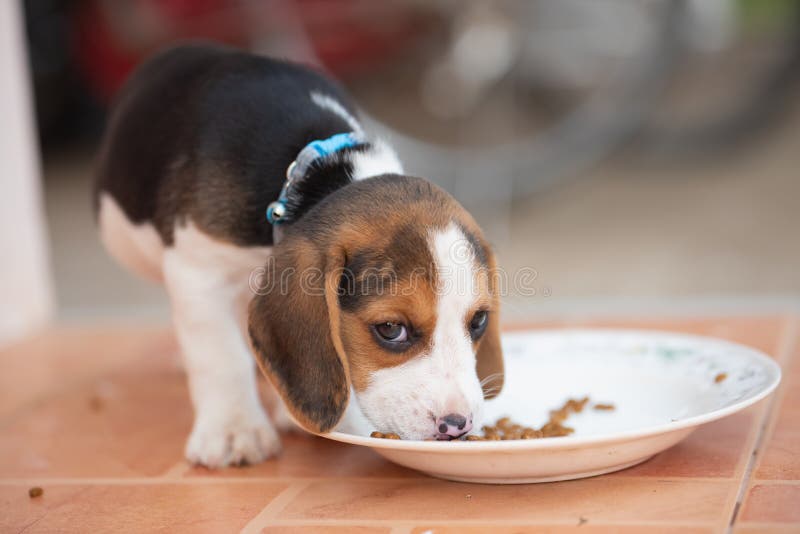Close Up of Puppy Beagle Eating on the Dish Stock Photo - Image of ...